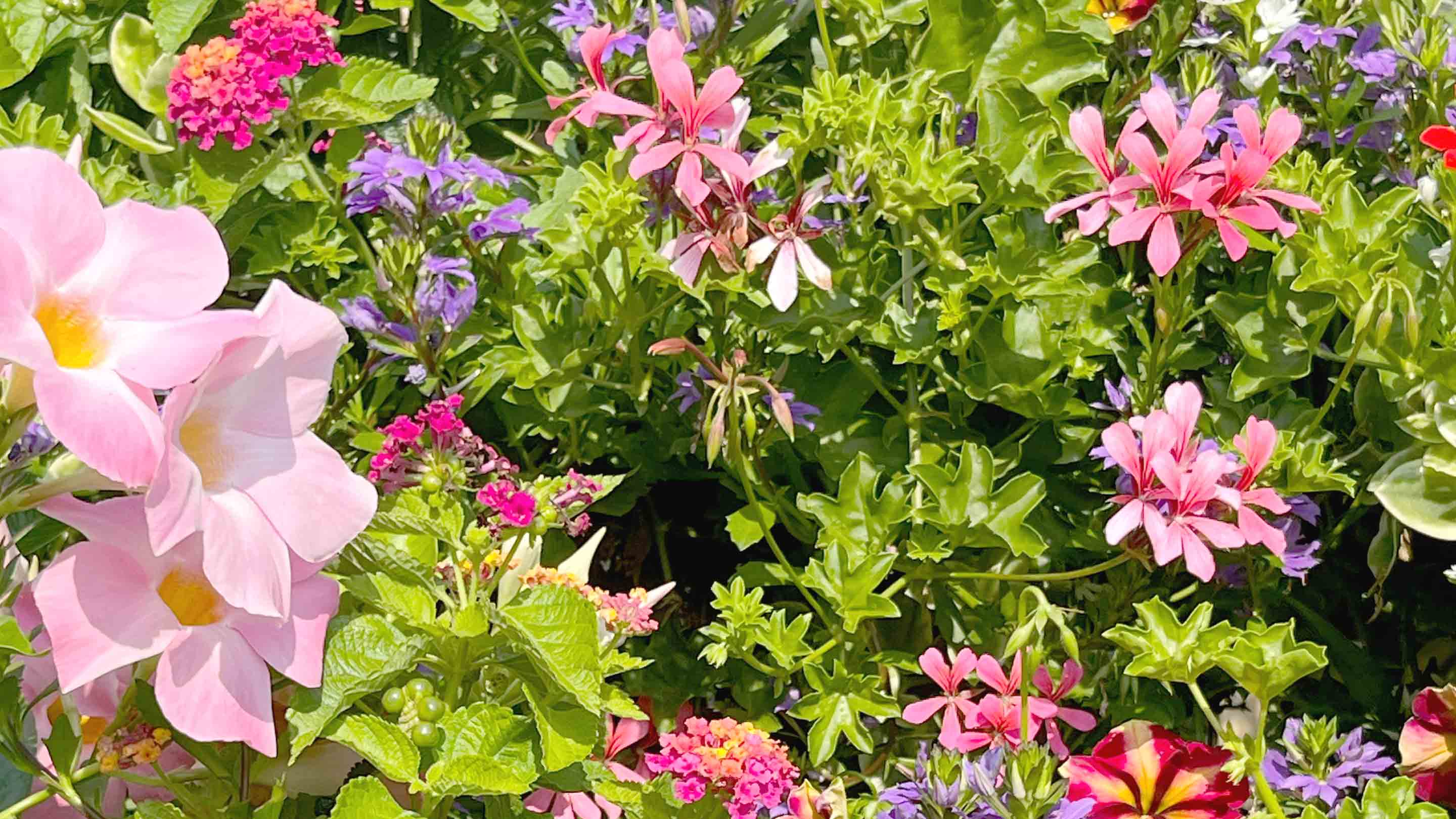 Barlow's Garden Center – Barlow Flower Farm